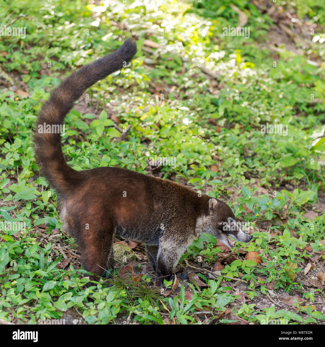 Coatimundi hi-res stock photography and images - Alamy