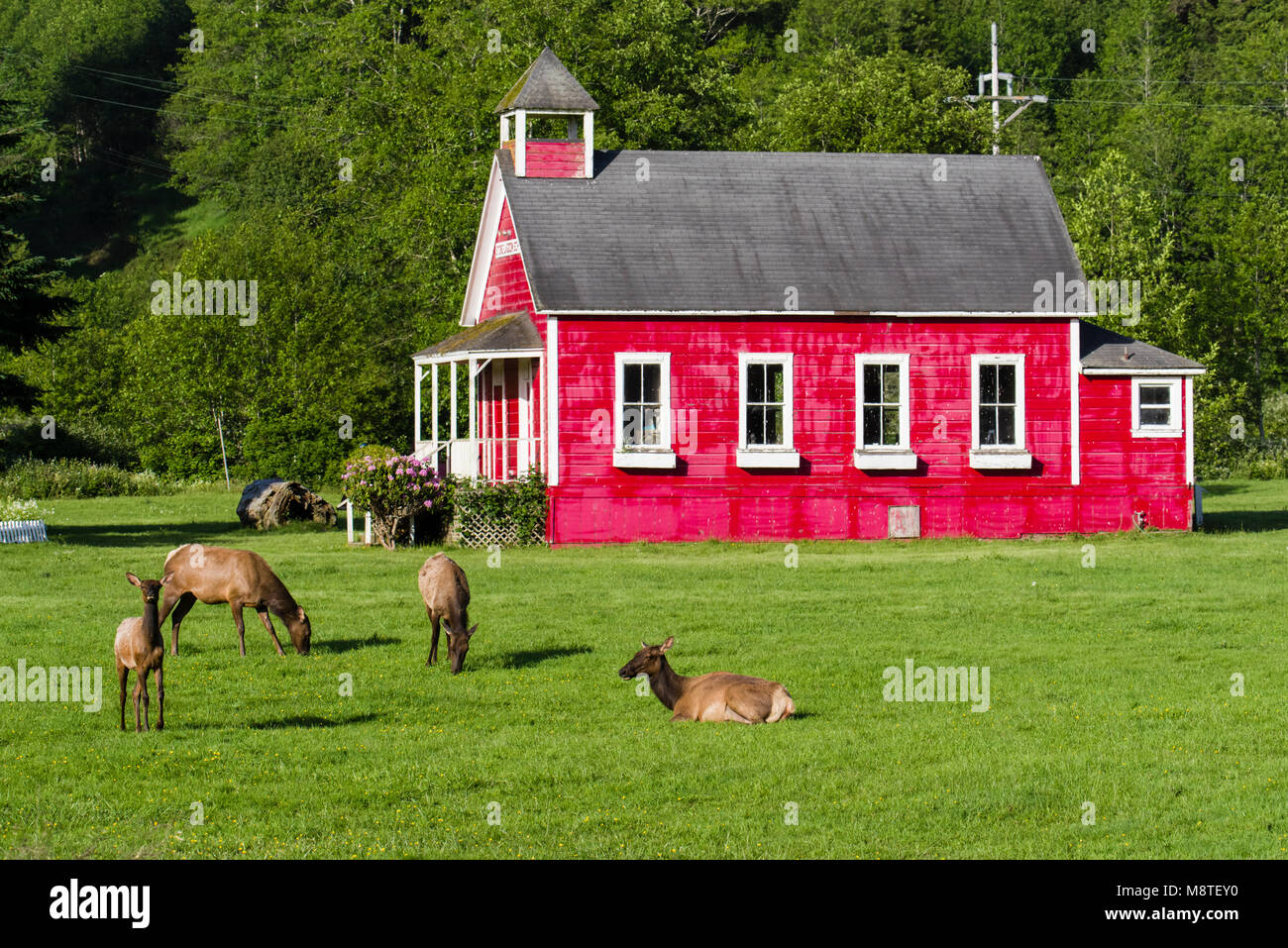 Herd of Elk in the school house yard near Trinidad, California Stock ...