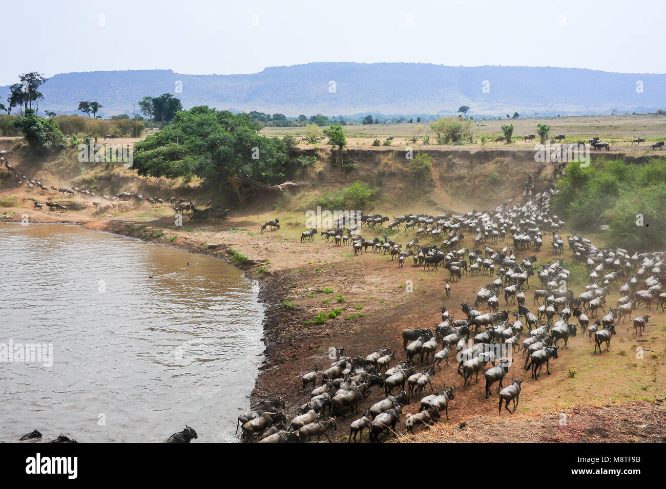 Large herd of wildebeest cross the Mara river during the annual ...