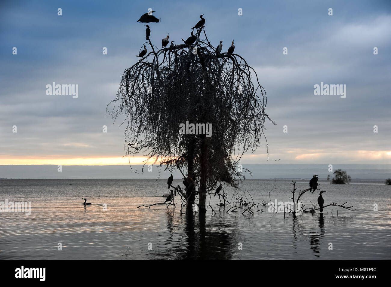 Cormorant silhouette sunrise hi-res stock photography and images - Alamy