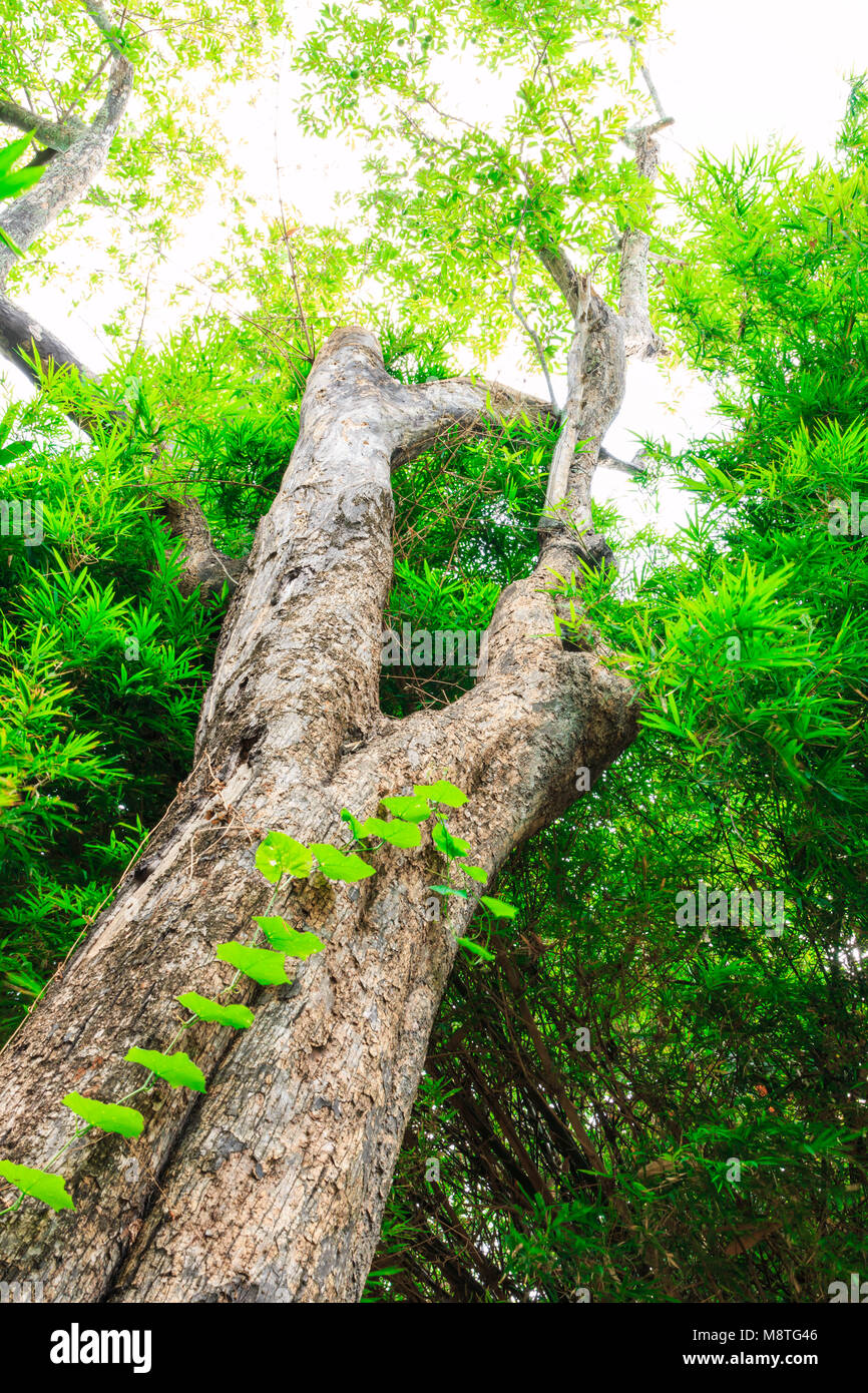 vertical photo of an old tree in a green forest Stock Photo - Alamy