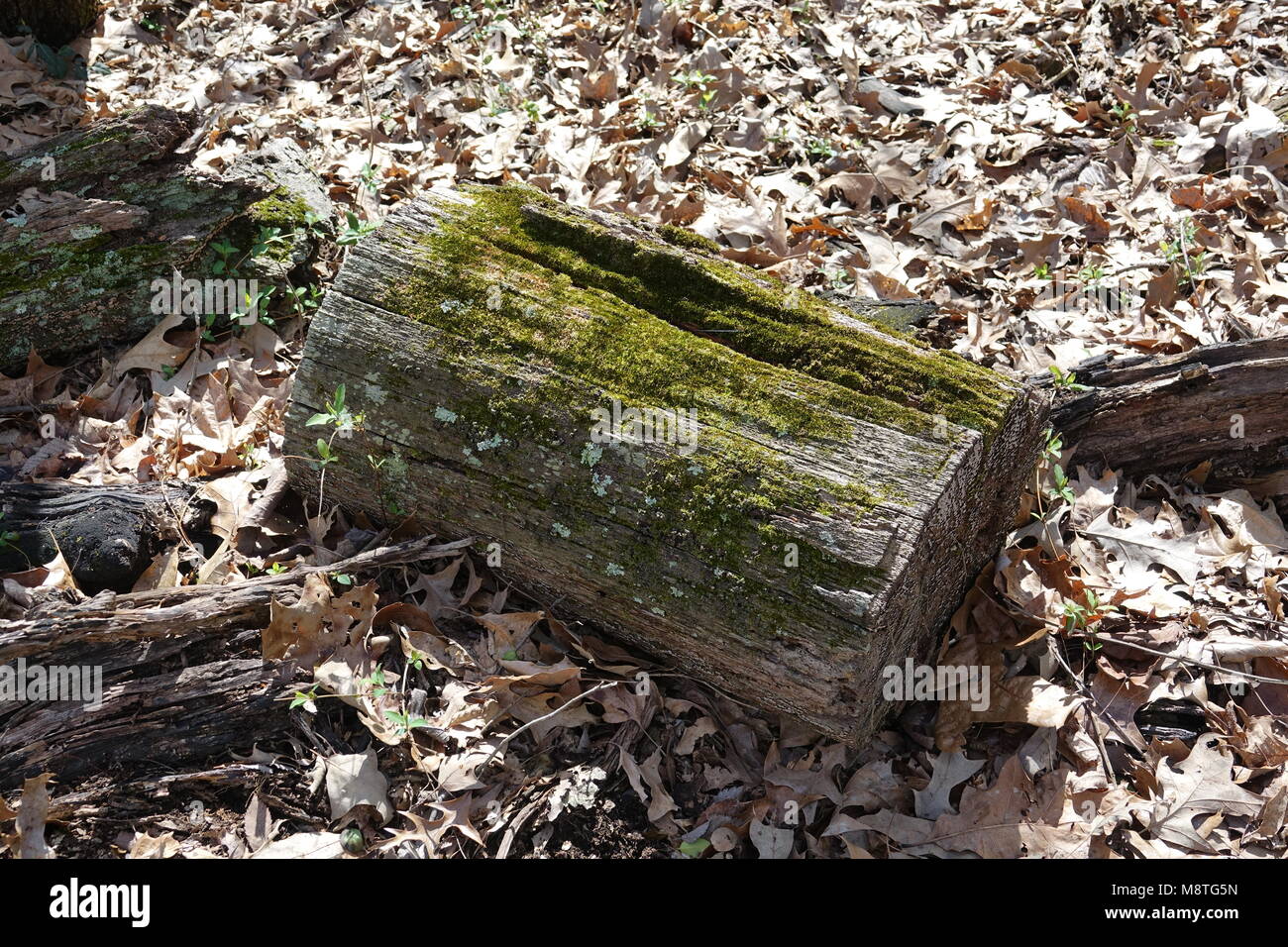 A tree log has laid on the ground for many years and is now beginning ...