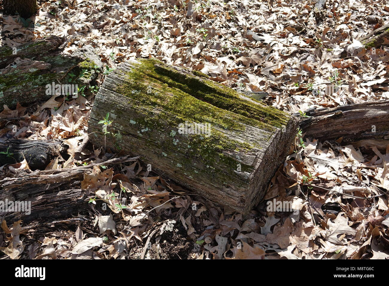 Ground log hi-res stock photography and images - Alamy