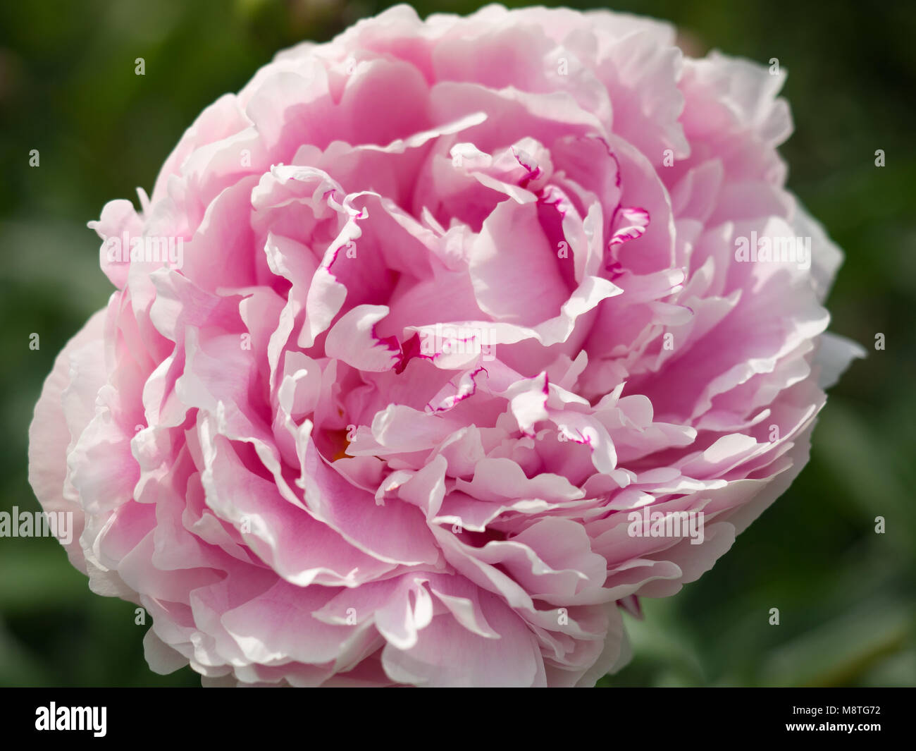 Pink rose with some red edges blooming in the Brooklyn Botanical garden ...