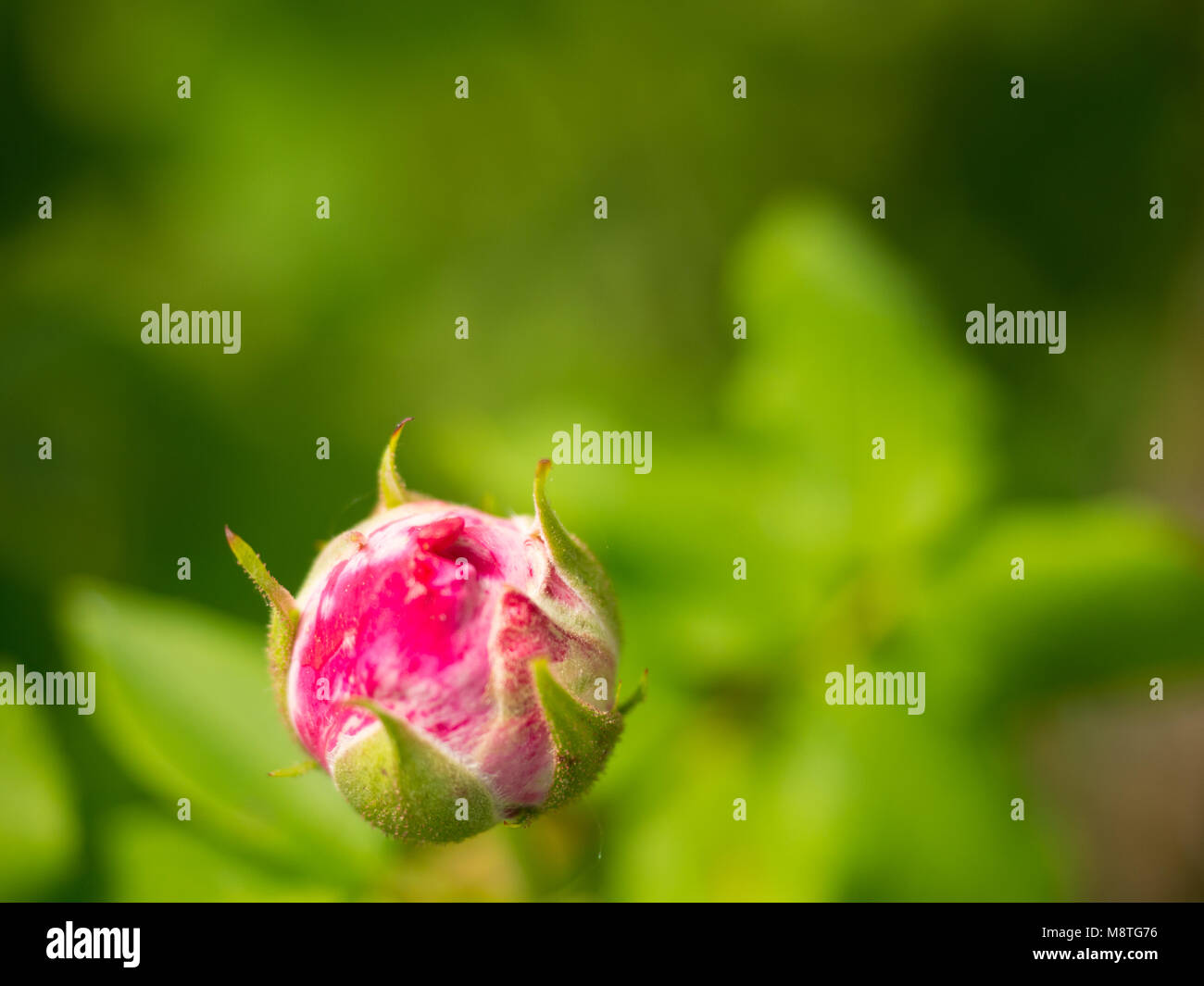 Bright Pink Rose Bulb blooming in the Brooklyn Botanical garden Stock ...