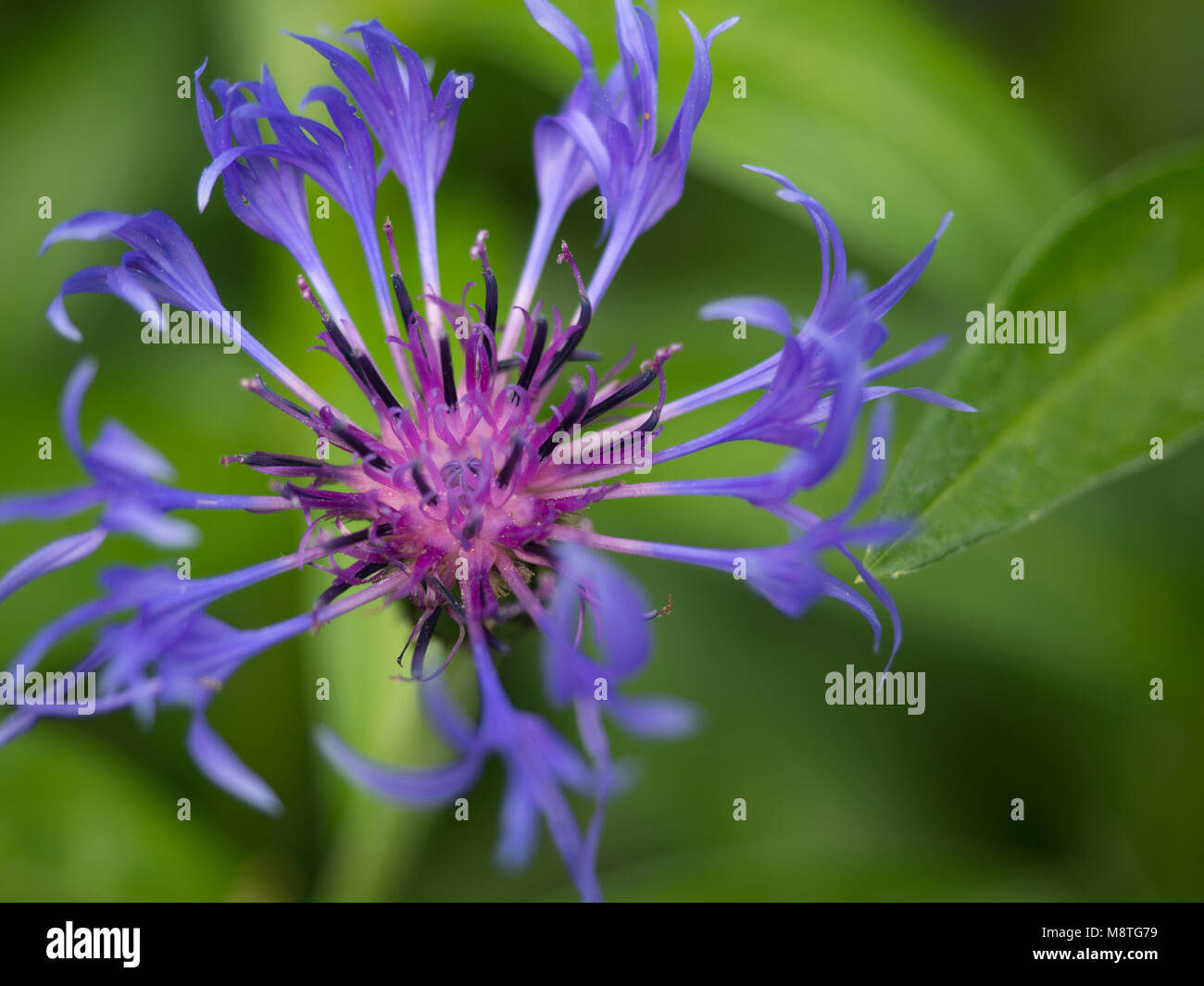Bright blue and purple cornflower in the garden in the Brooklyn ...