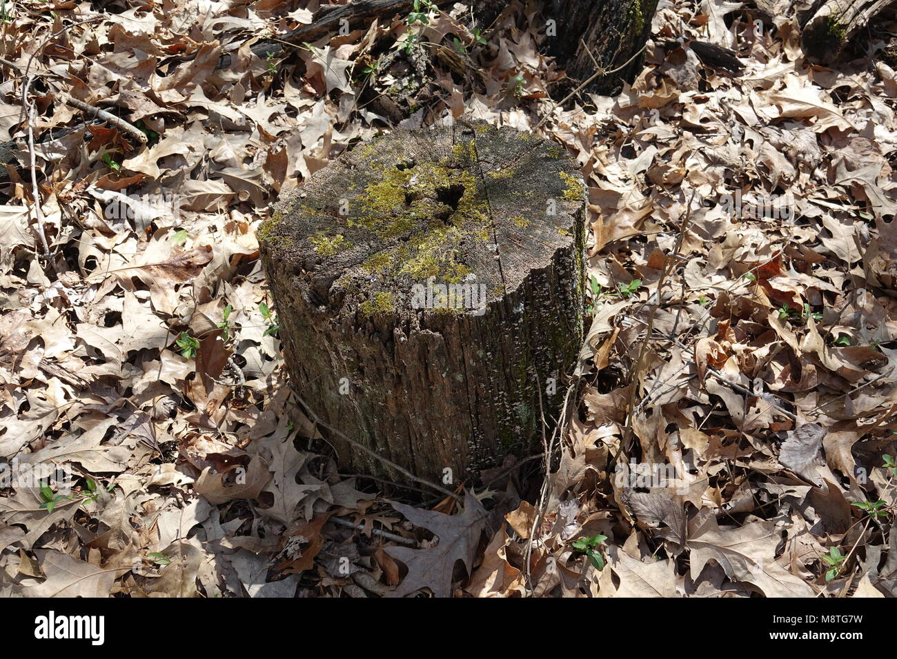 A tree log has laid on the ground for many years and is now beginning ...