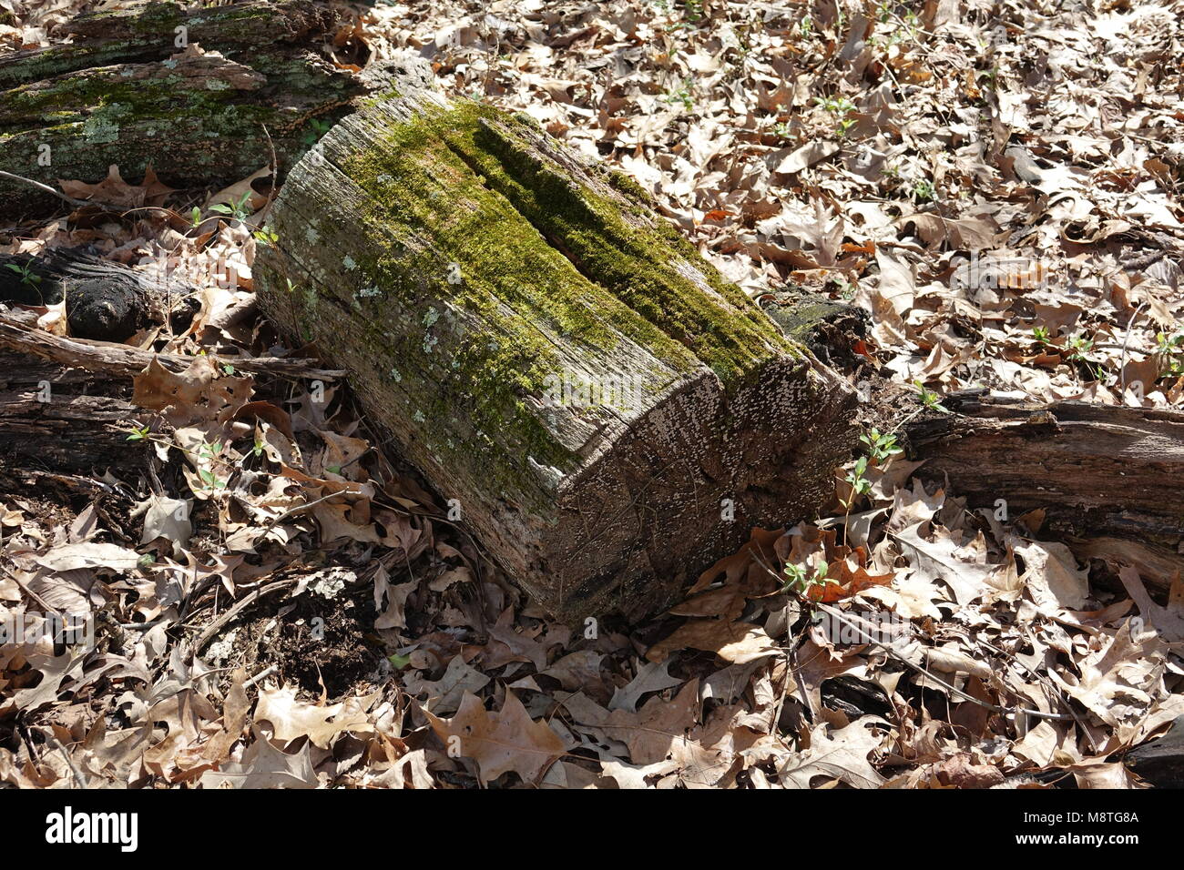 A tree log has laid on the ground for many years and is now beginning ...