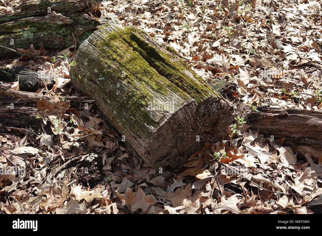 Decaying Tree Log High Resolution Stock Photography and Images - Alamy