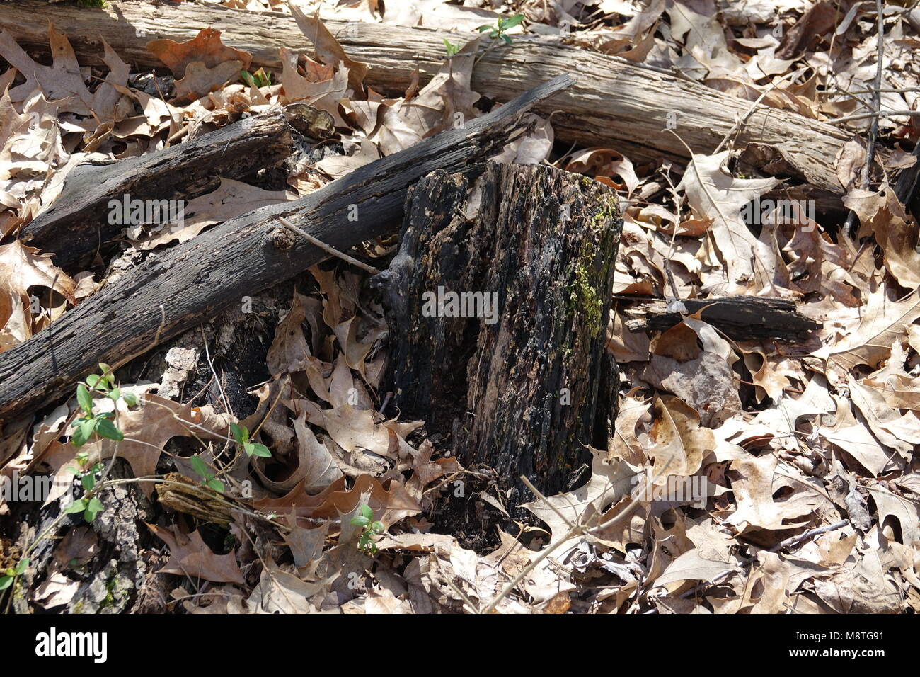 A tree log has laid on the ground for many years and is now beginning ...
