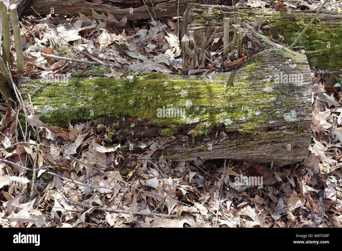 Decaying tree log hi-res stock photography and images - Alamy