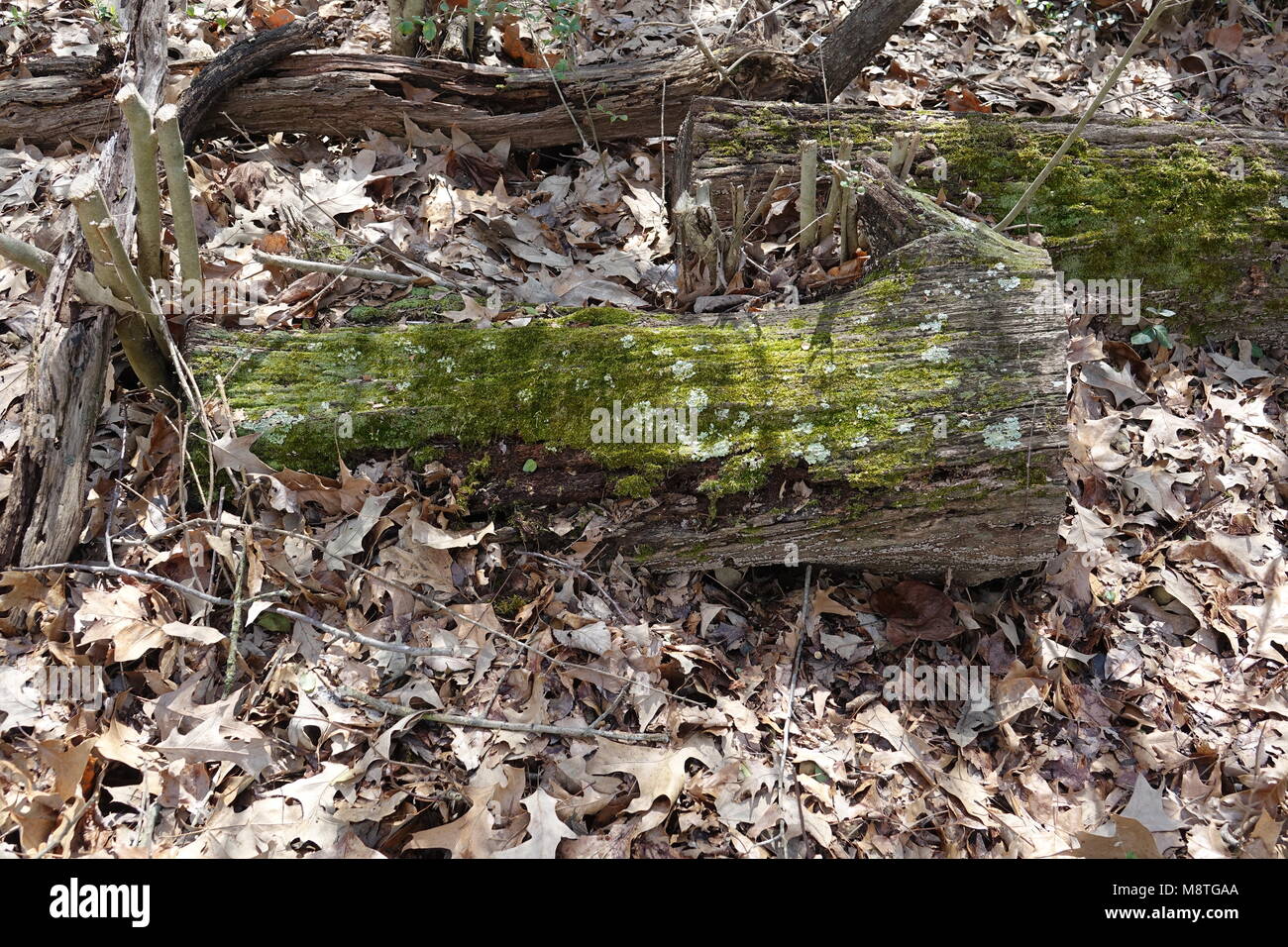 Decaying tree log hi-res stock photography and images - Alamy