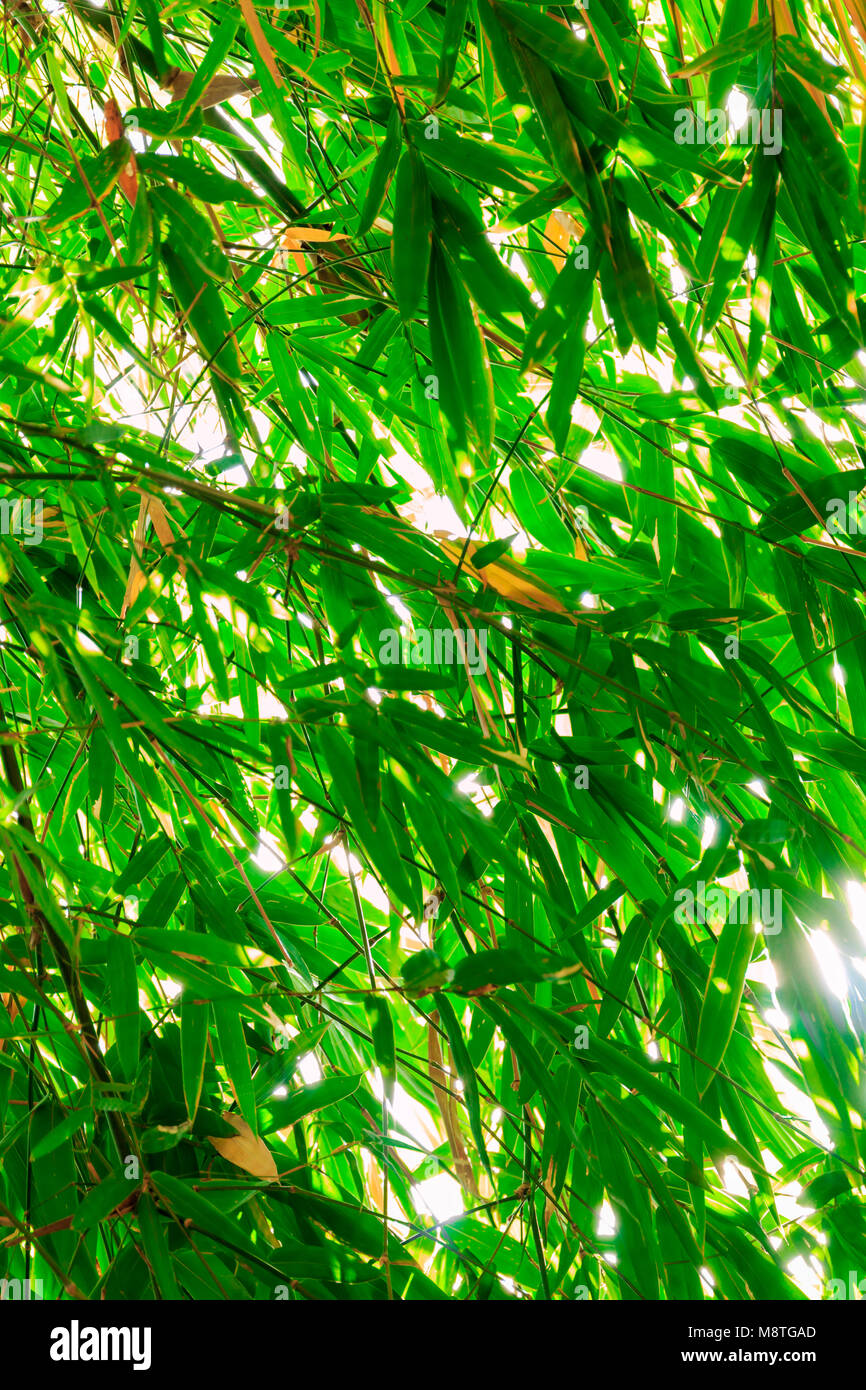 bamboo leaves background Stock Photo - Alamy