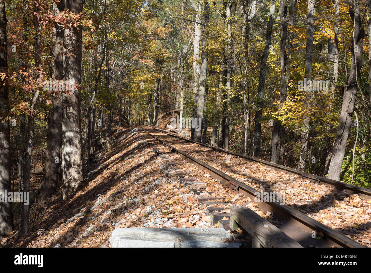 Railroad tracks thru the forest in autumn Stock Photo - Alamy