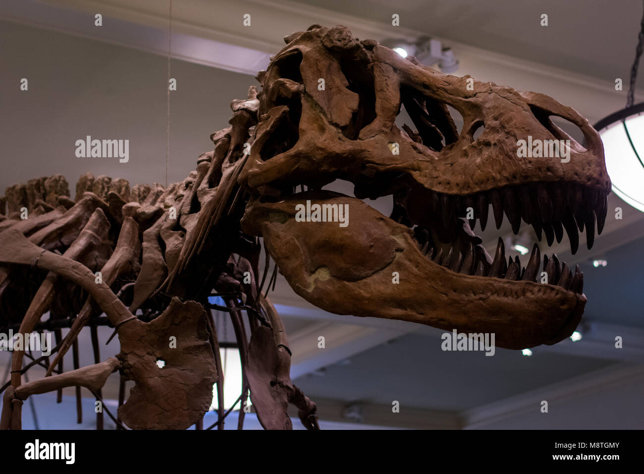Tyrannosaurus rex head hi-res stock photography and images - Alamy