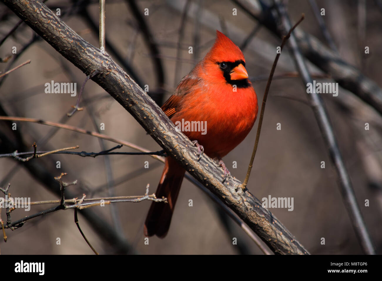 Red bird sitting on a branch in a park, bright red Stock Photo - Alamy