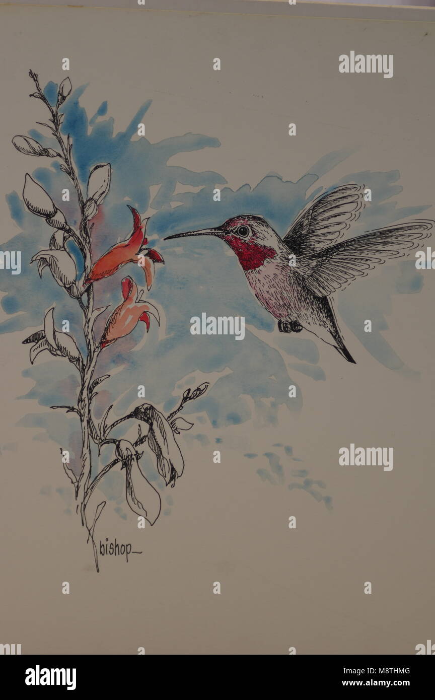 Family of humming birds hi-res stock photography and images - Alamy