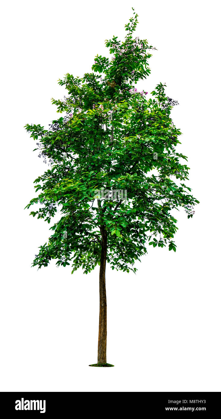 Lagerstroemia speciosa hi-res stock photography and images - Alamy