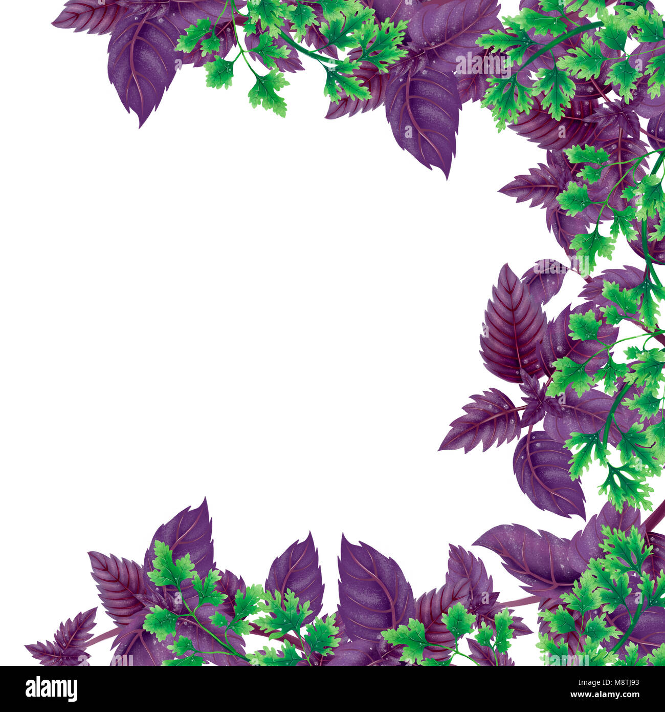 Illustration of Basil and parsley. Decor of liane Stock Photo - Alamy