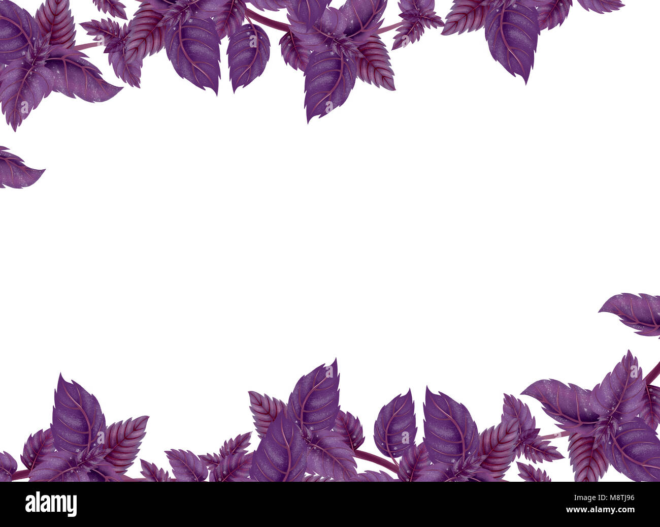 Illustration of Basil. Decor of liane Stock Photo - Alamy