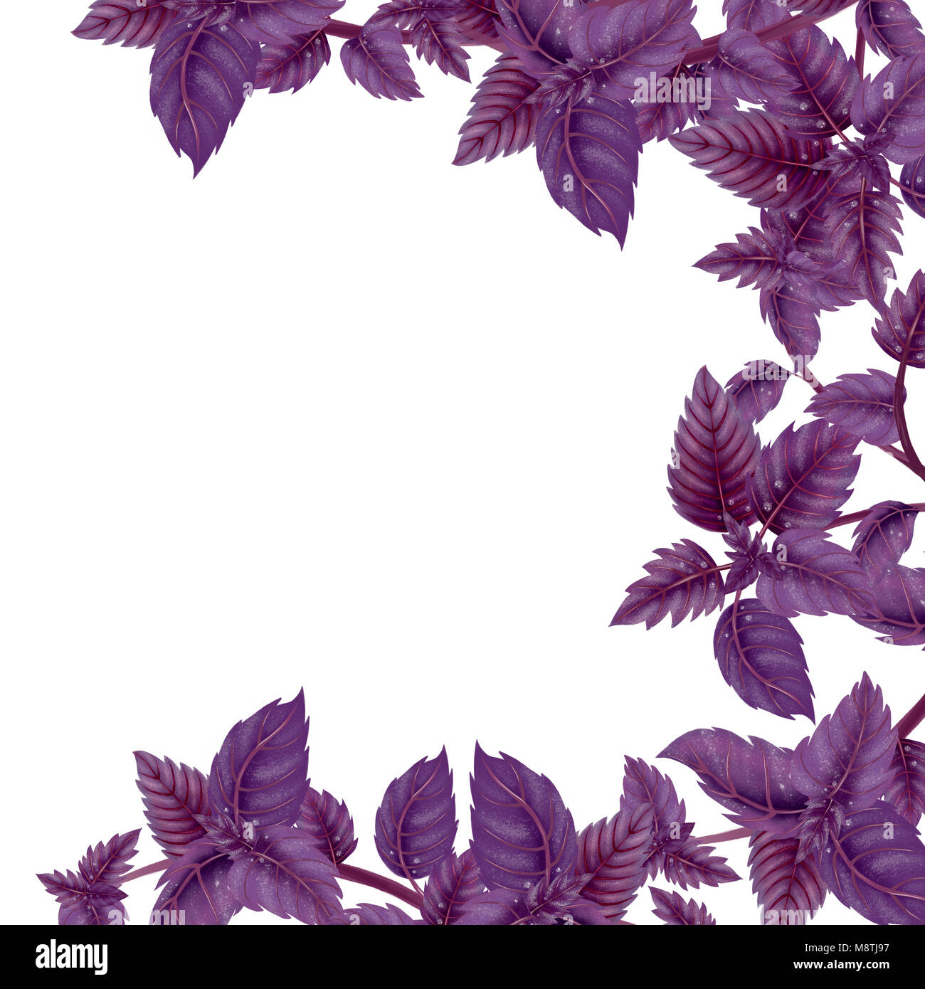 Illustration of Basil, Decor of liane on the right Stock Photo - Alamy