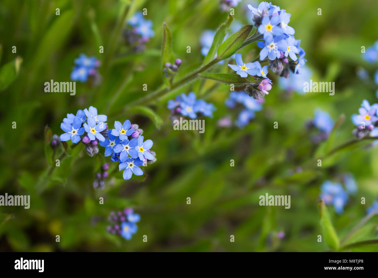 Beautiful soft blue forget-me-not flowers on a blurred background ...