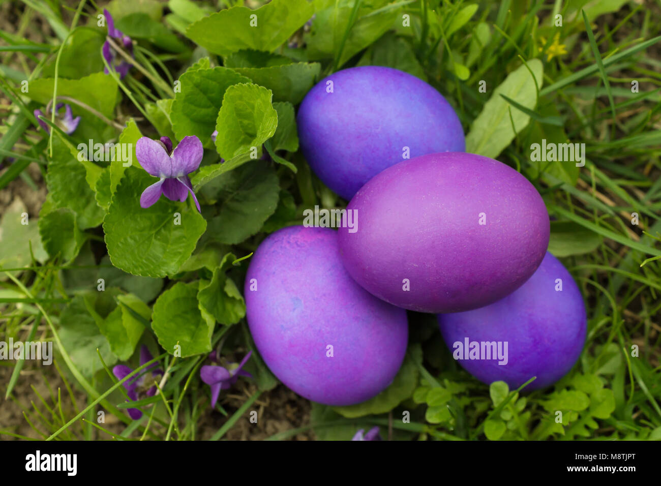 Four lilac easter eggs in the grass with flowers of violets. Shallow ...
