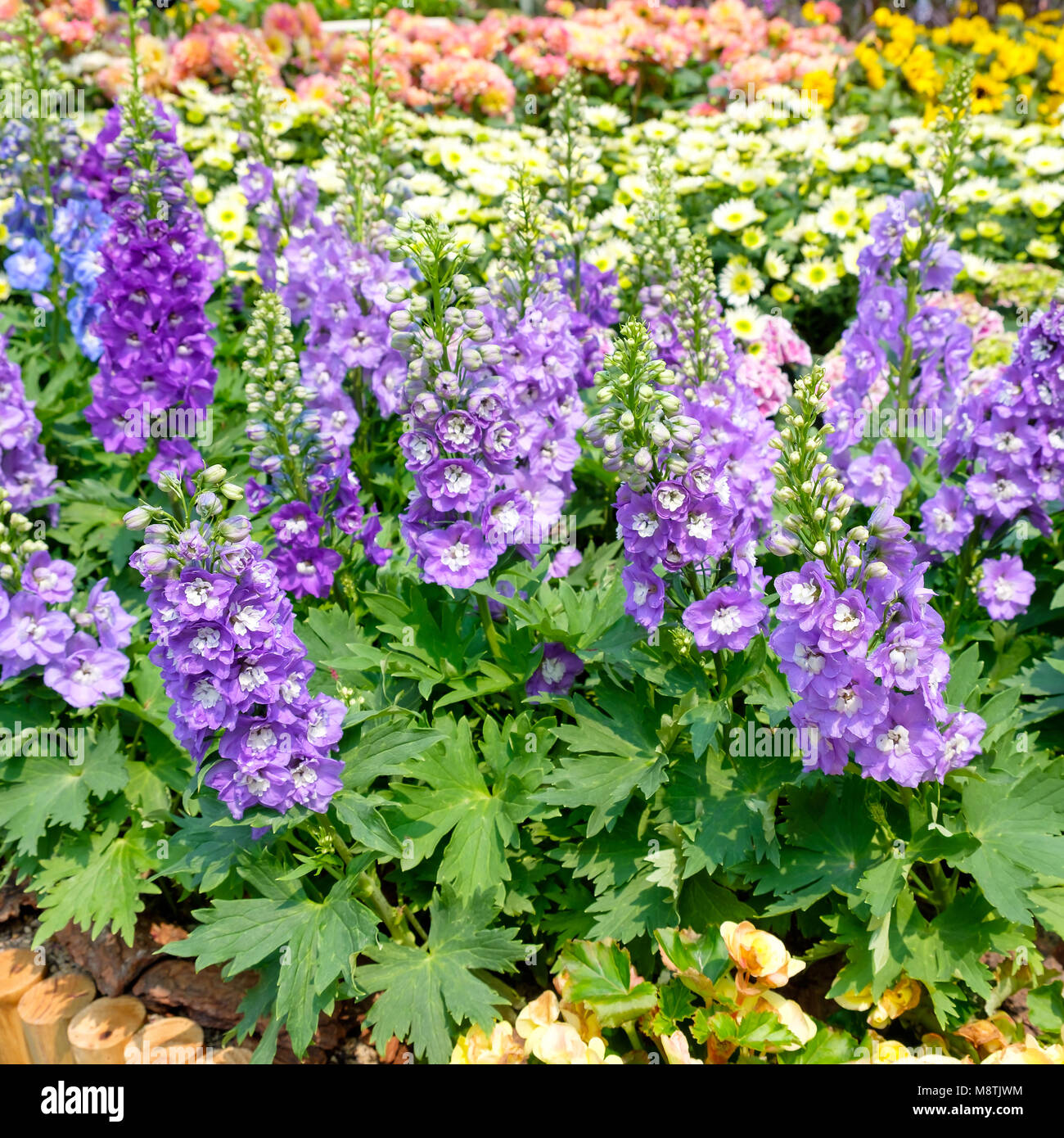 Delphinium,Candle Delphinium purple flowers blooming in the garden Stock Photo - Alamy