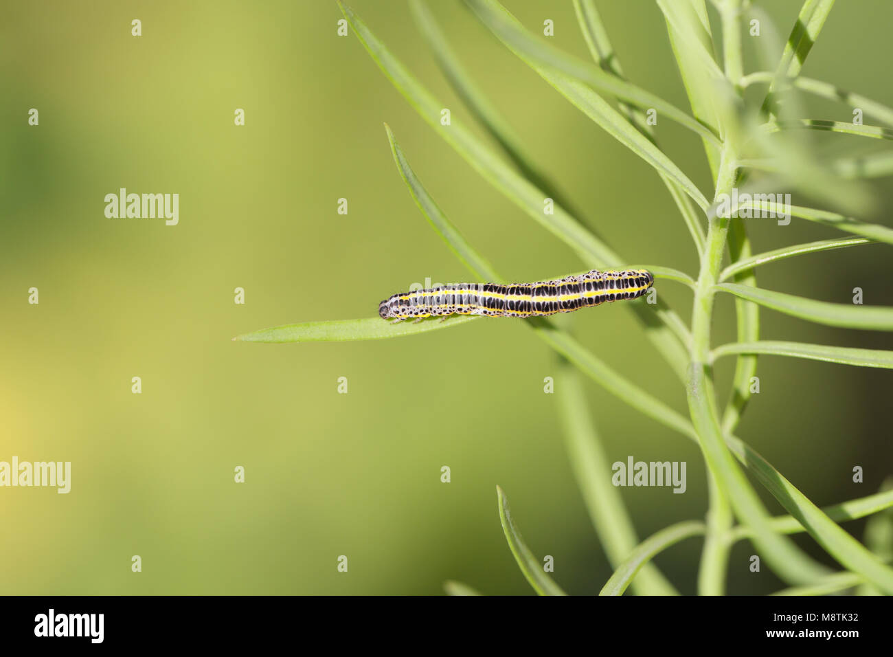 Toadflax brocade moth calophasia lunula hi-res stock photography and ...