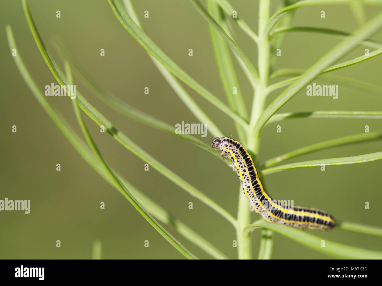 Toadflax brocade moth calophasia lunula hi-res stock photography and ...