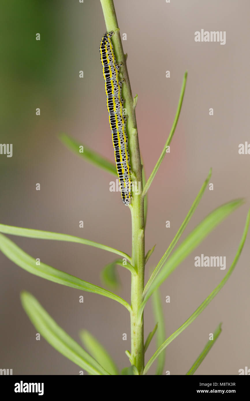 Toadflax brocade moth larva Stock Photo - Alamy