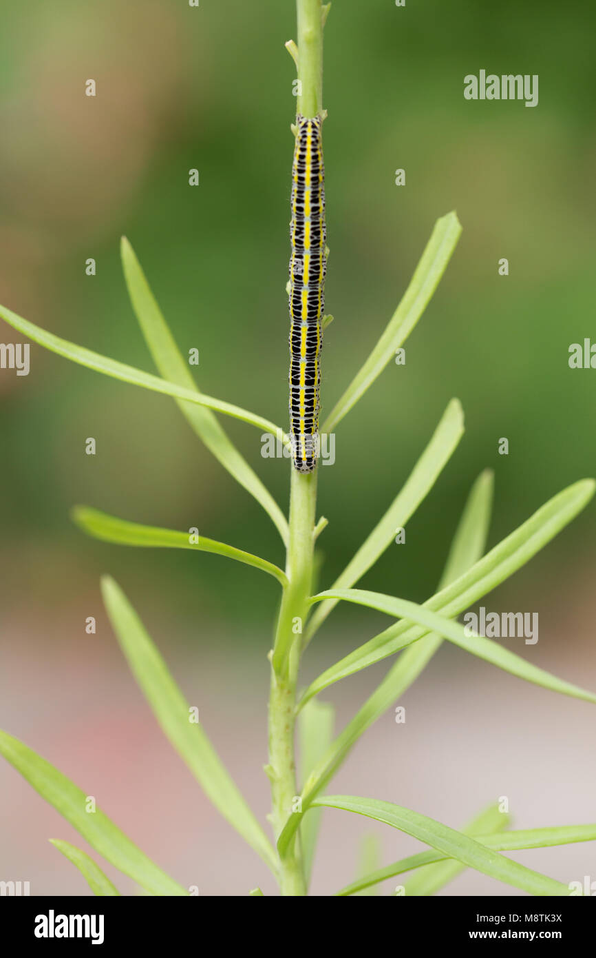 Toad Flax High Resolution Stock Photography and Images - Alamy