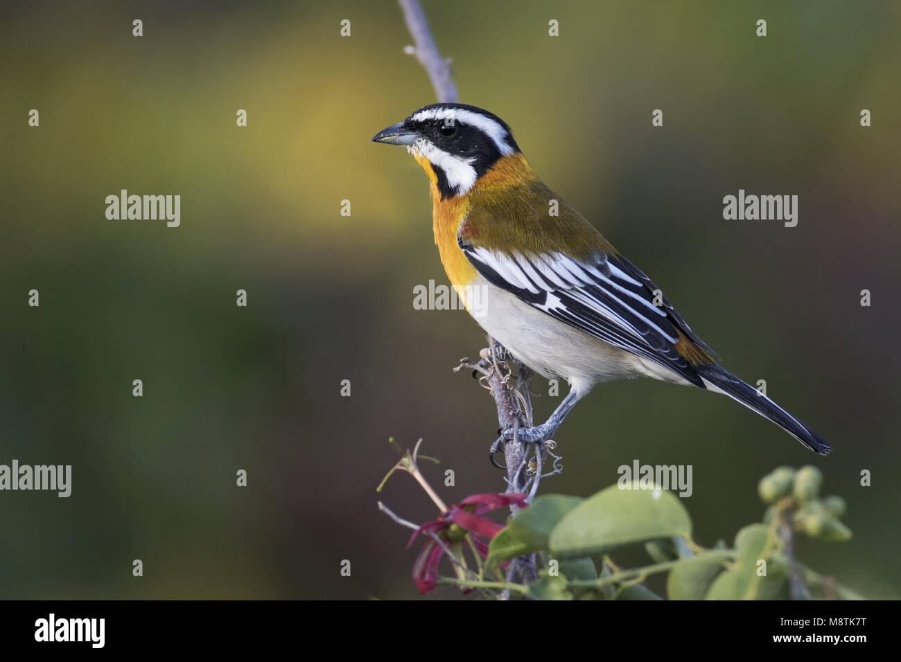 Westelijke Spindalis, Western Spindalis Stock Photo - Alamy