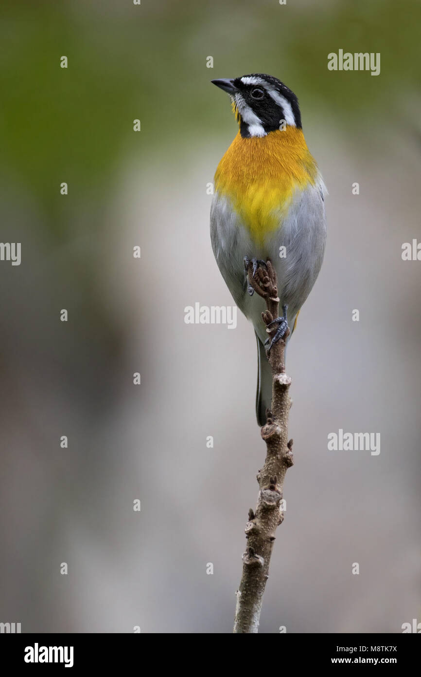 Westelijke Spindalis, Western Spindalis Stock Photo - Alamy