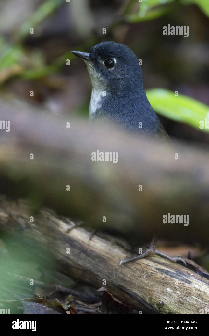 White breasted tapaculo hi-res stock photography and images - Alamy