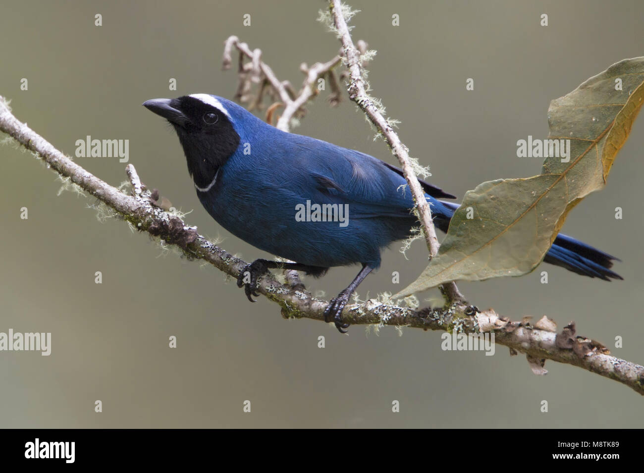 Cyanolyca viridicyanus hi-res stock photography and images - Alamy