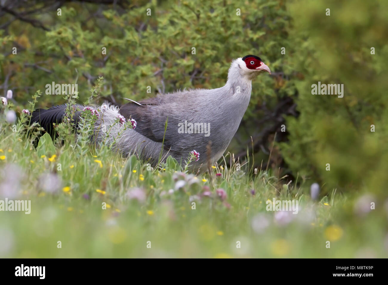 White pheasant bird hi-res stock photography and images - Alamy