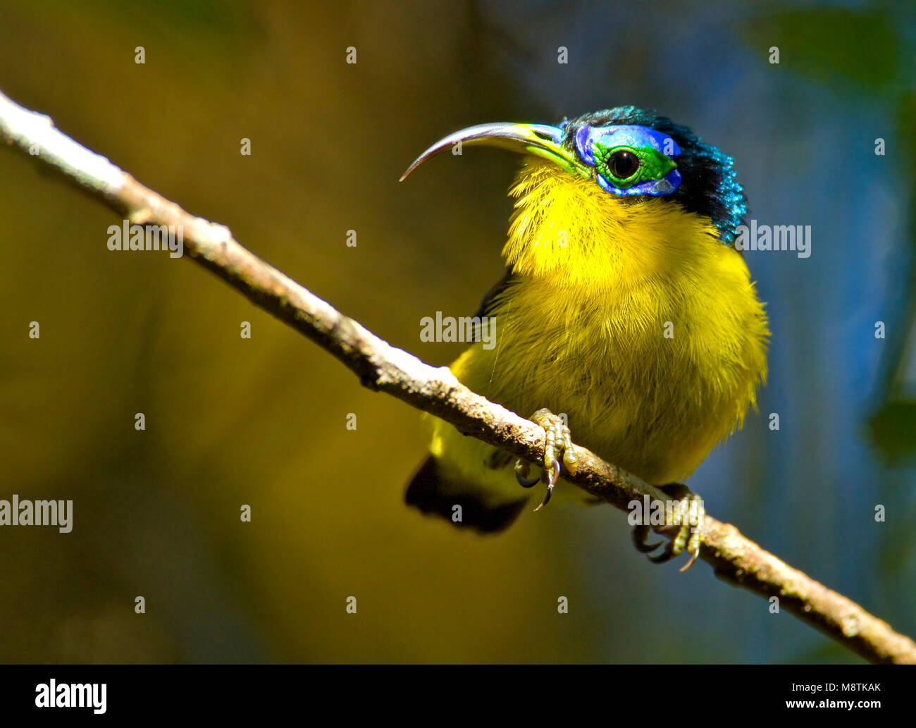 Neodrepanis hypoxantha hi-res stock photography and images - Alamy