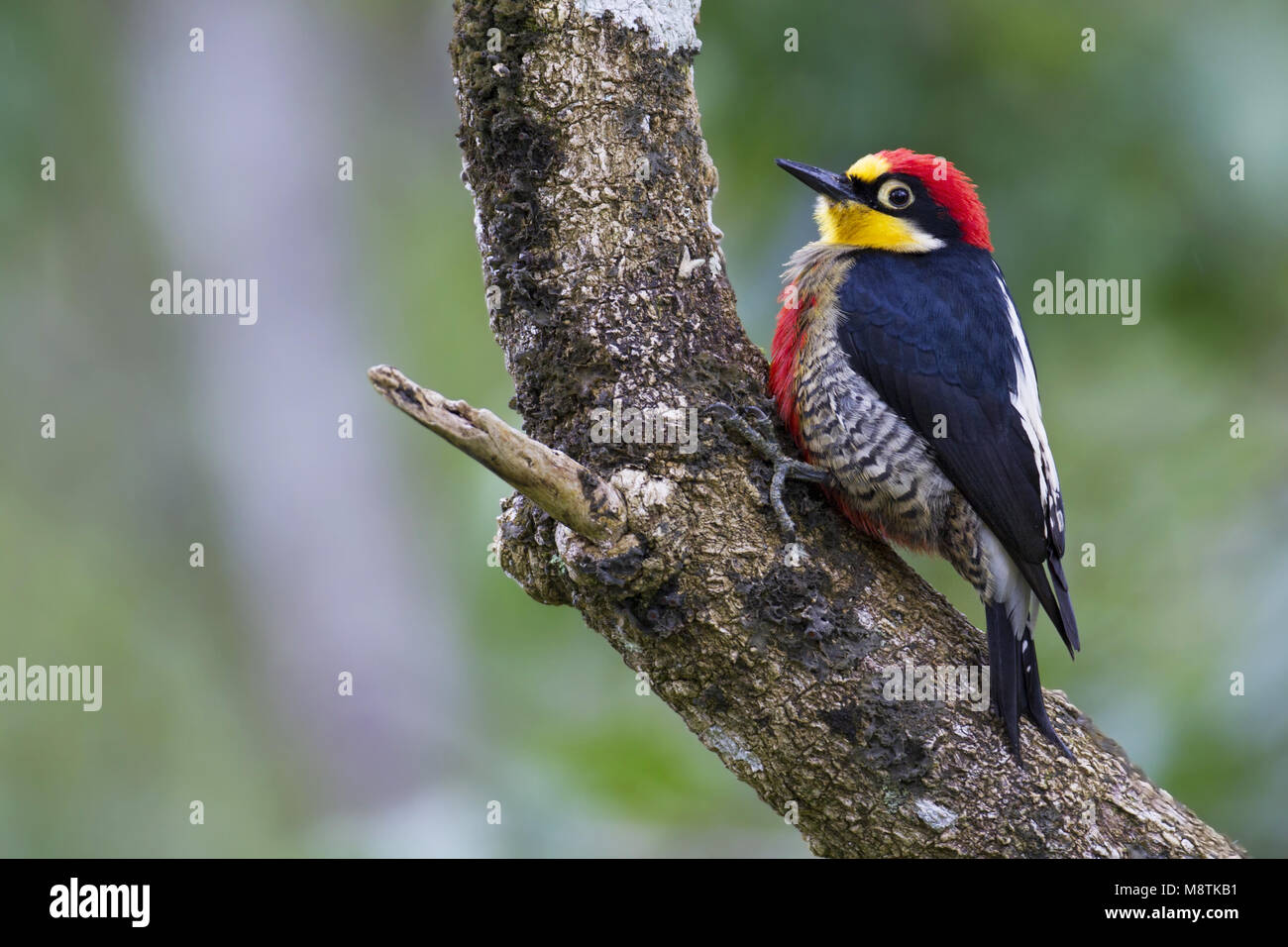 Goudmaskerspecht, Yellow-fronted Woodpecker, Melanerpes flavifrons ...
