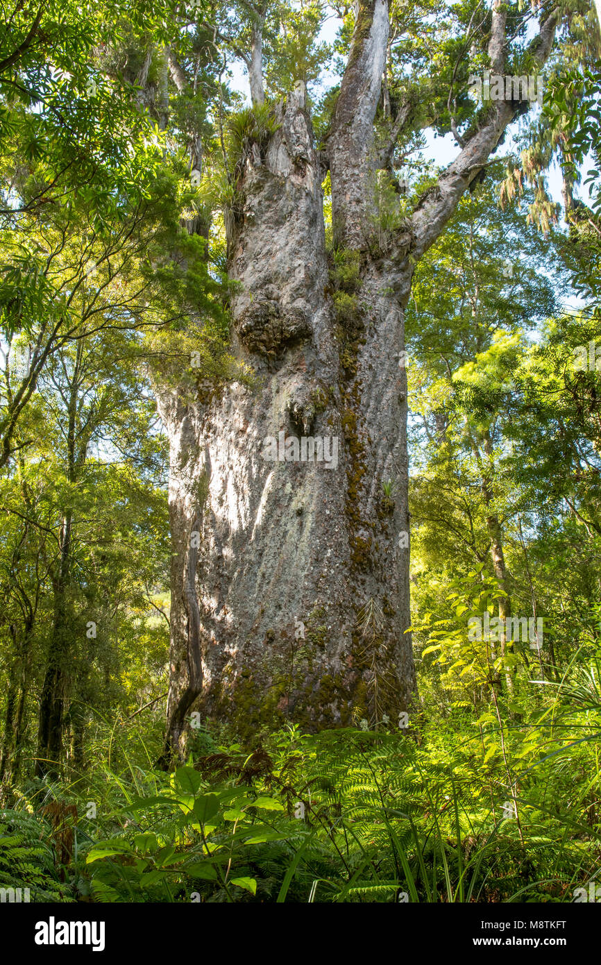 Te Matua Ngahere Kauri, Waipoua Forest, North Island, New Zealand Stock ...