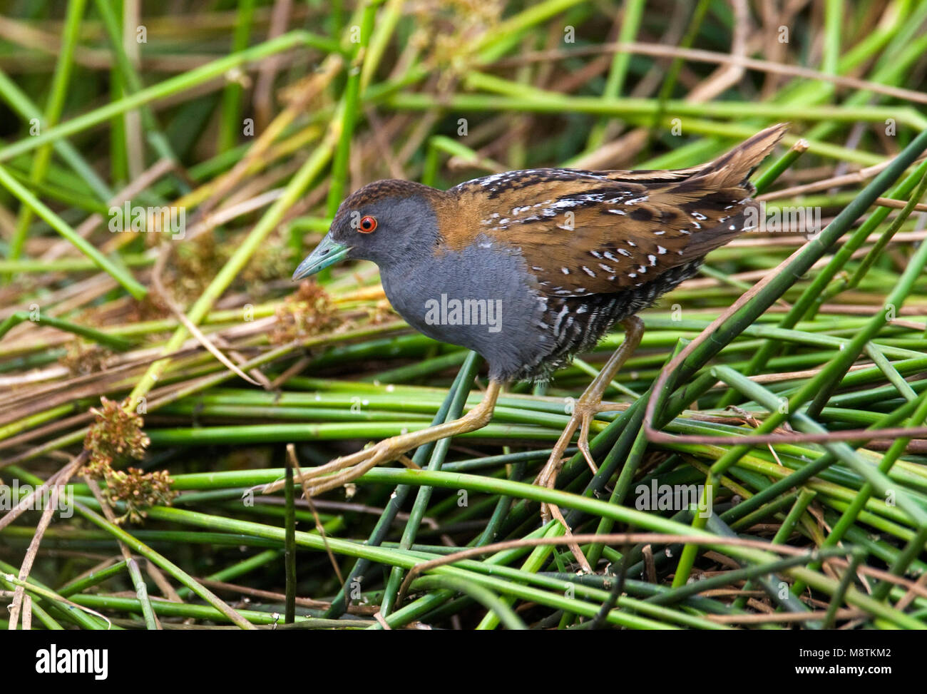 Zwergsumpfhuhn hi-res stock photography and images - Alamy