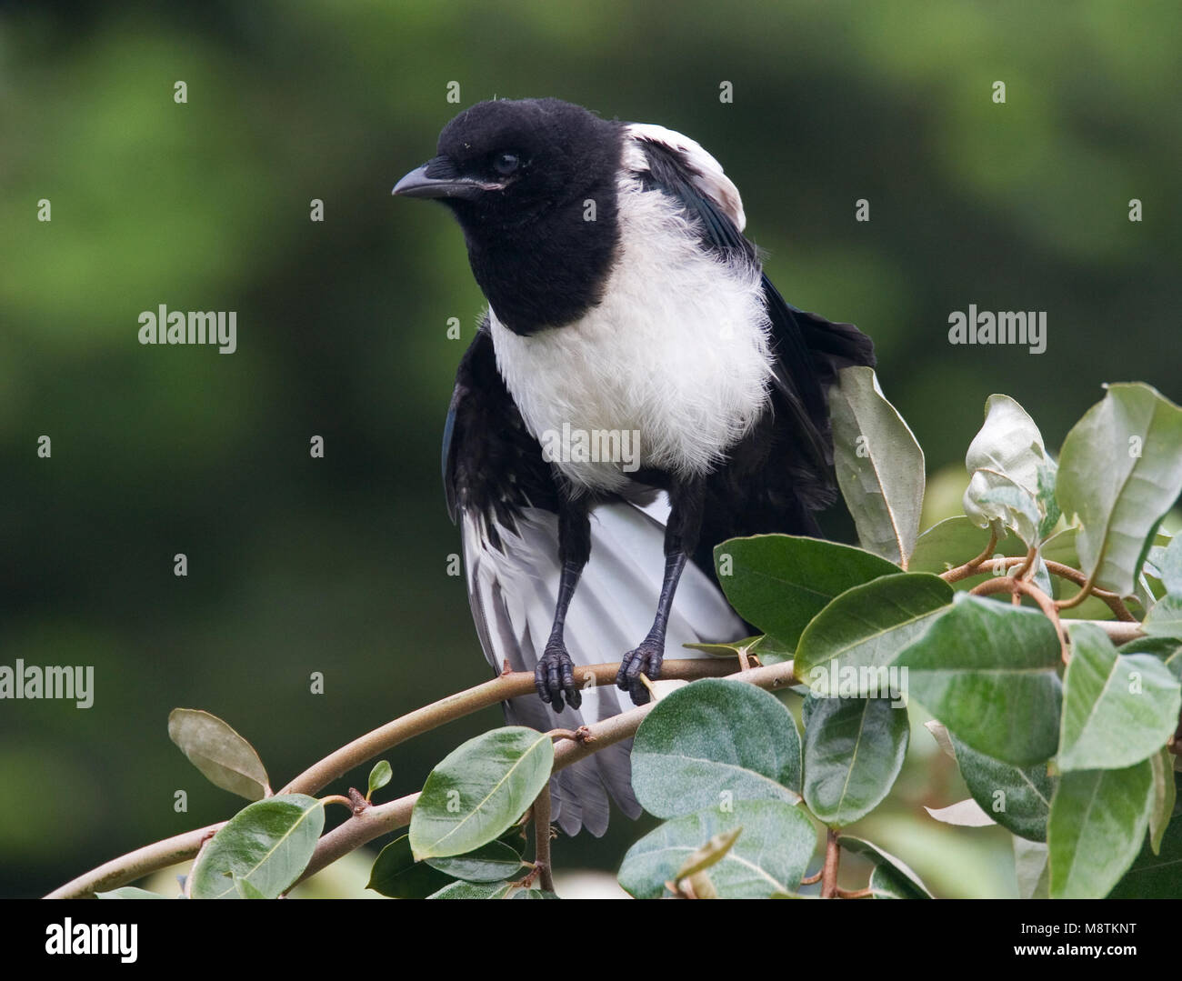 Young eurasian magpie pica hi-res stock photography and images - Alamy