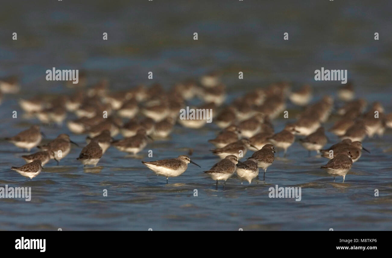 Groep steltlopers in Mida Creek, Kenia; Flock of waders in Mida Creek ...