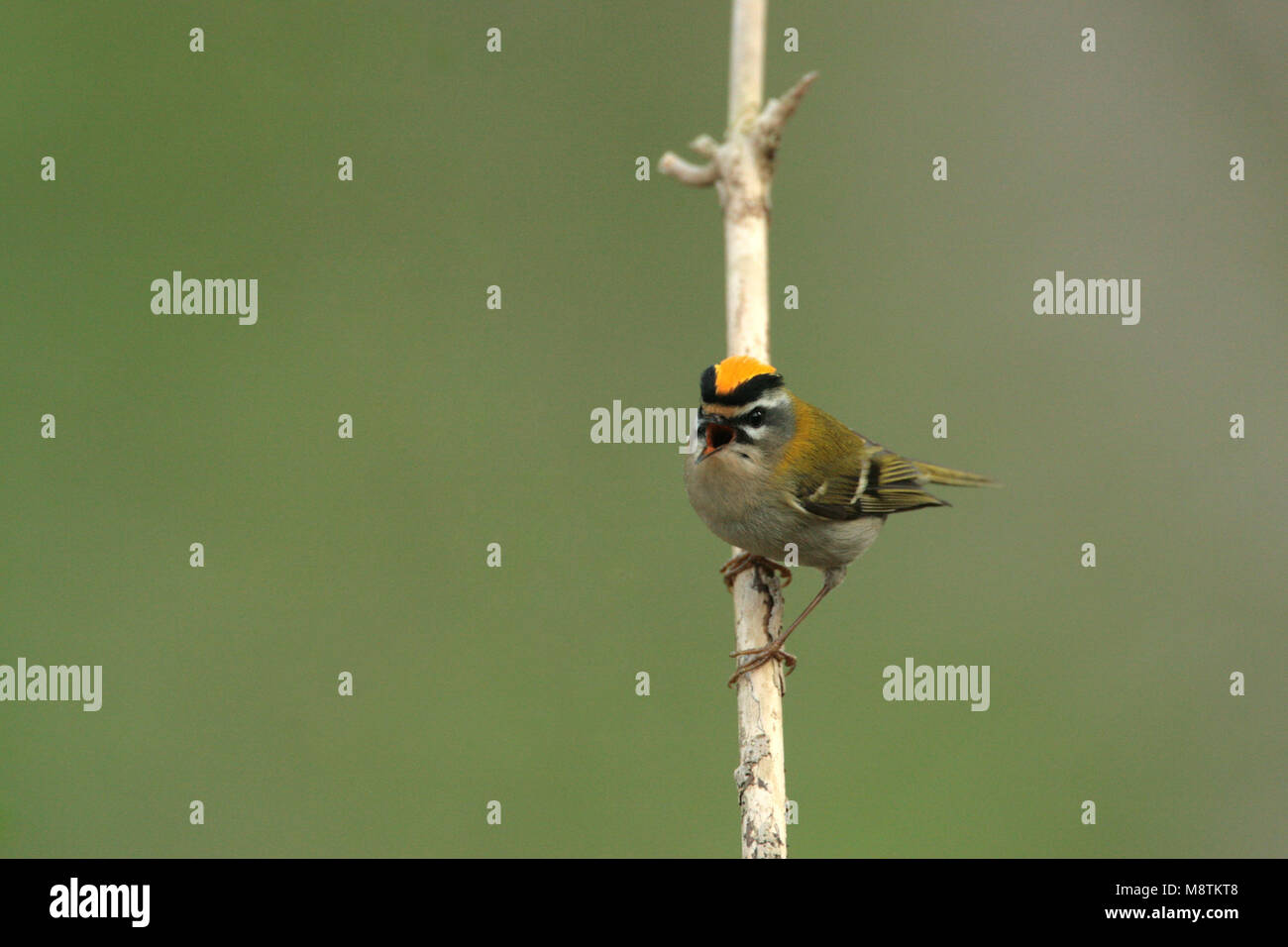 On a branch singing hi-res stock photography and images - Alamy