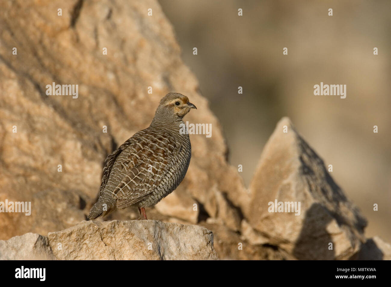 Grey francolin hi-res stock photography and images - Alamy