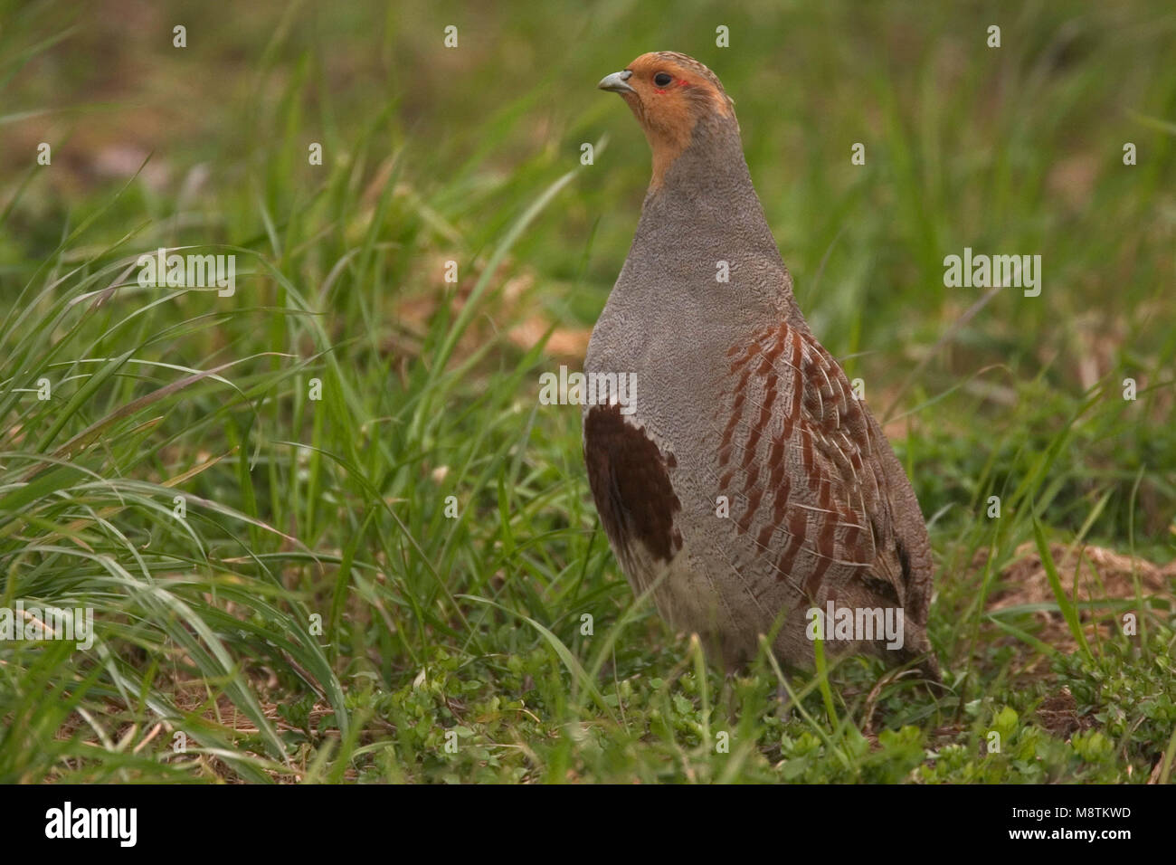 Grey Partridge male standing; Patrijs man staand Stock Photo - Alamy