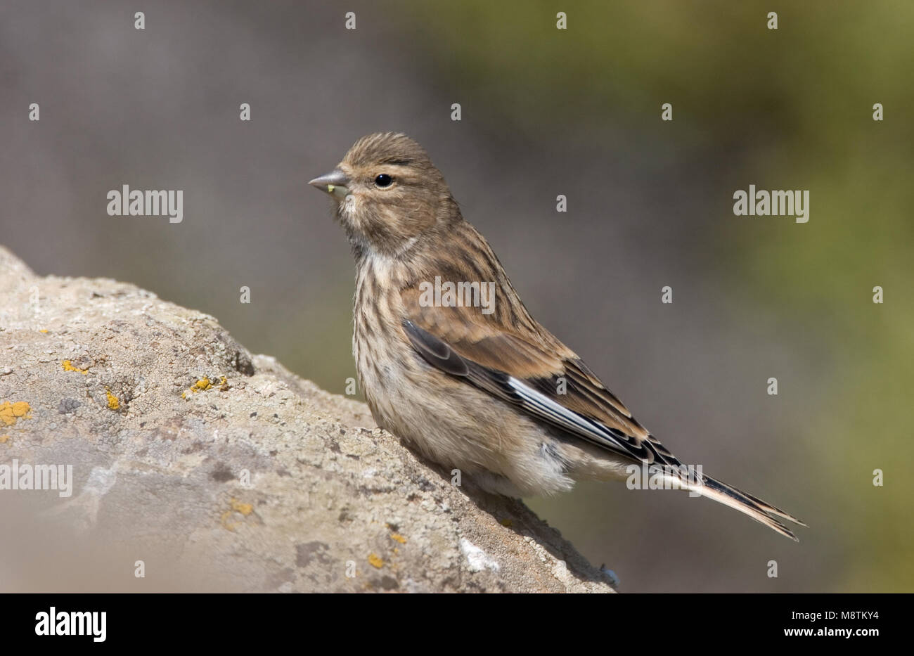 Female Linnet High Resolution Stock Photography and Images - Alamy