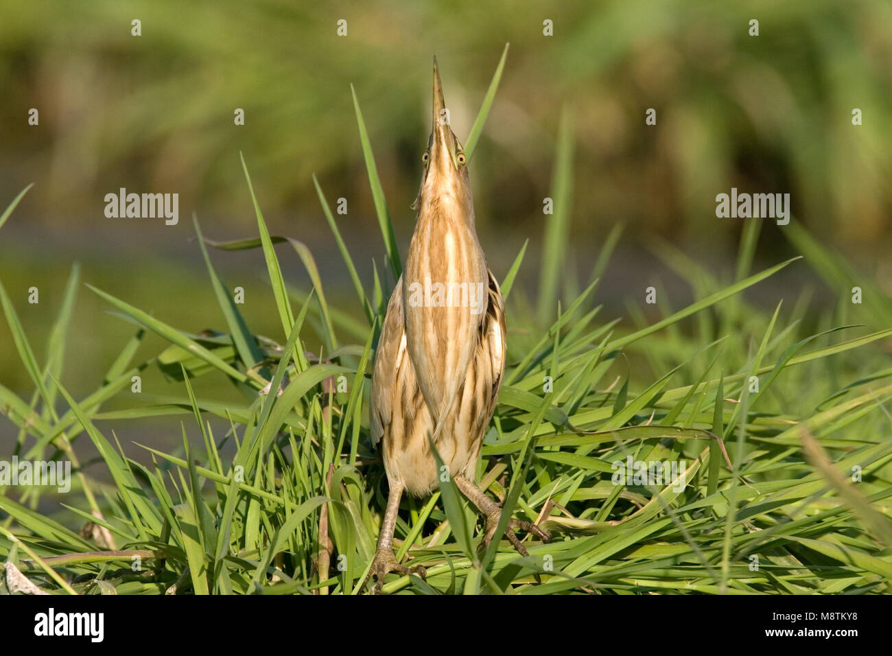 Little Bittern in camouflage posture, Woudaapje in paalhouding Stock ...