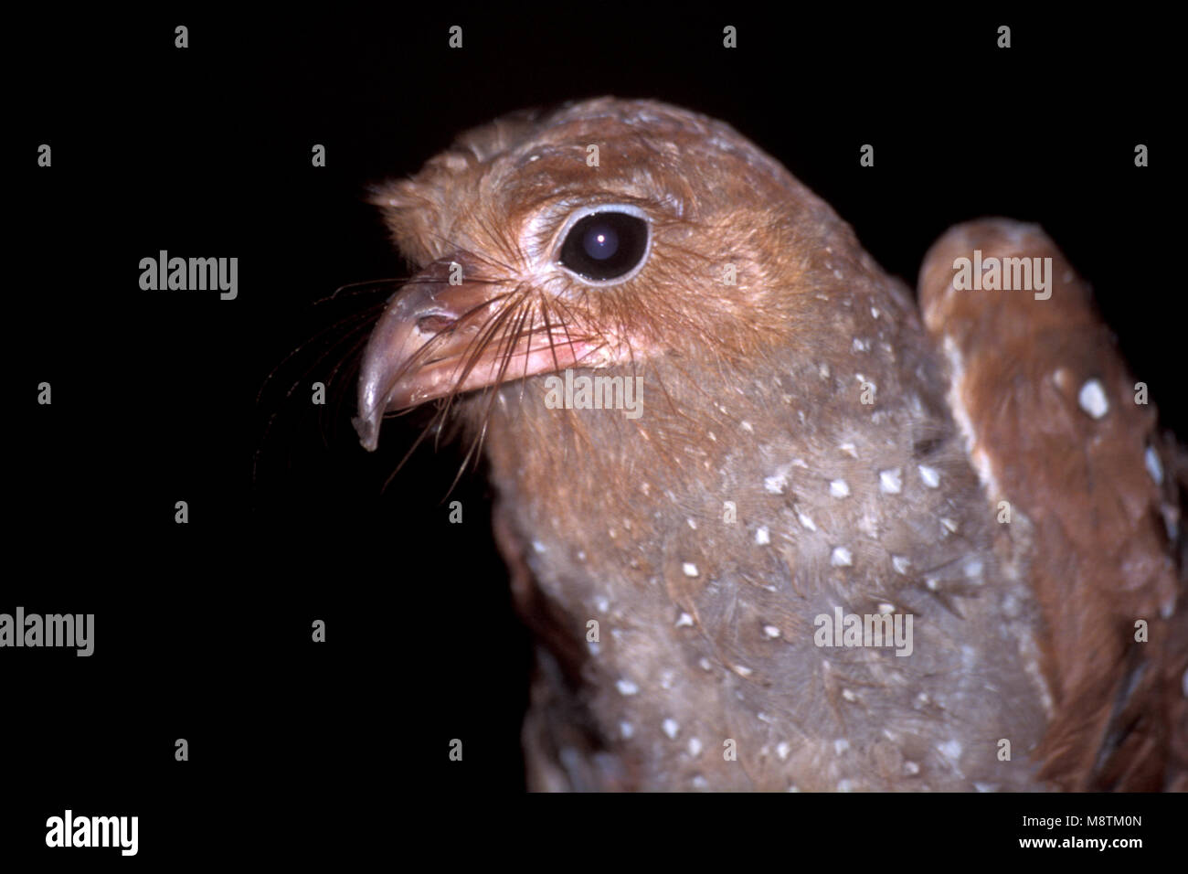 Oilbird Echolocation