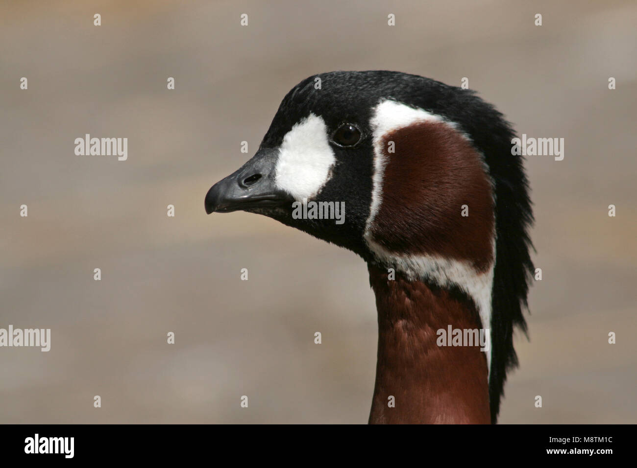 Beeldvullend hi-res stock photography and images - Alamy